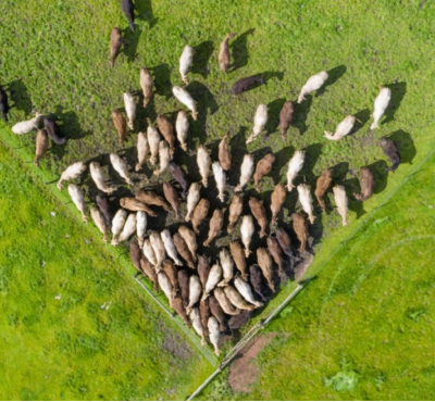 Primary Production - IntegrityAg