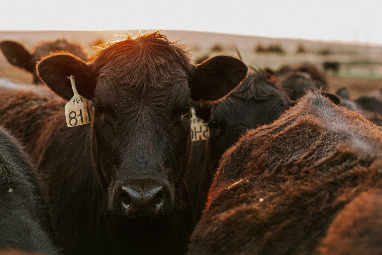 IntegrityAg | Agri-Environmental Consultancy