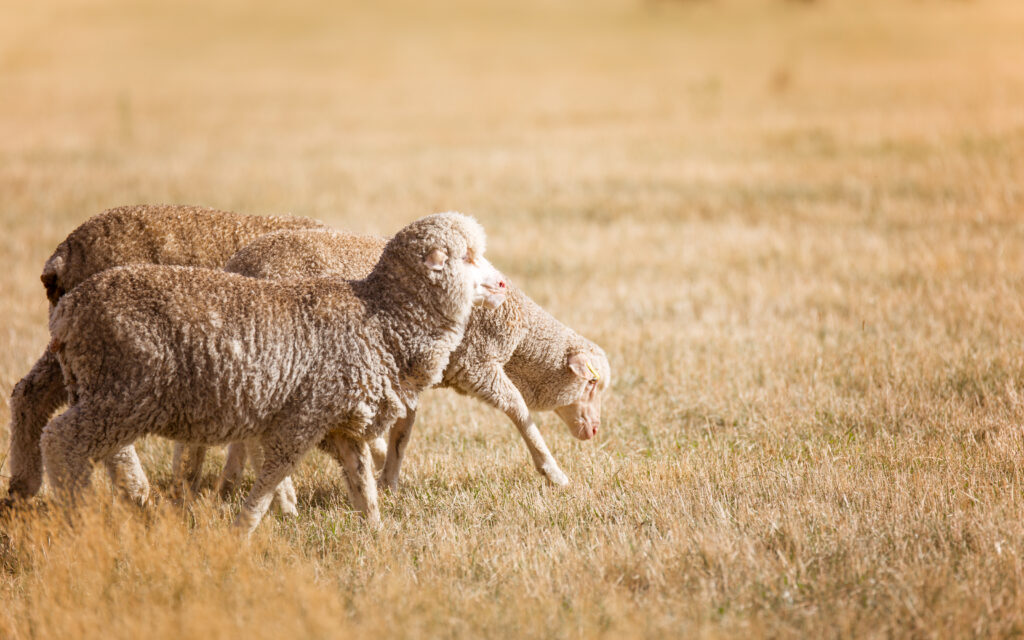 Our Services - IntegrityAg